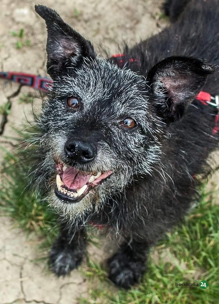 Pięknie prosi o smakołyki, a jak się uśmiecha! - Beskidzka24.pl ...