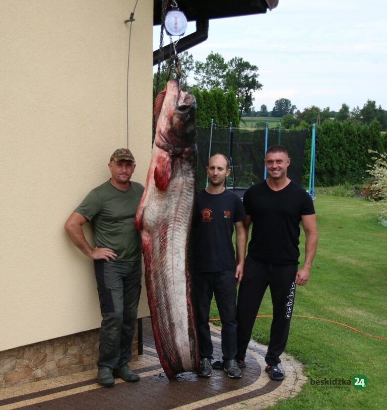 Gigantyczny sum złowiony w Wiśle w Drogomyślu. Słodko-gorzki smak ...