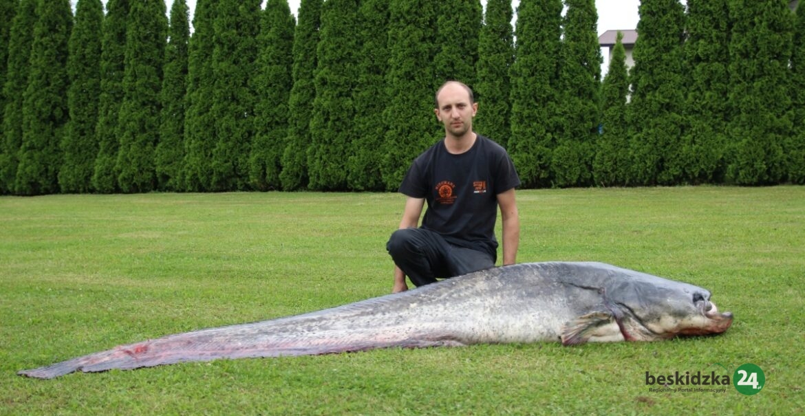 Gigantyczny sum złowiony w Wiśle w Drogomyślu. Słodko-gorzki smak ...