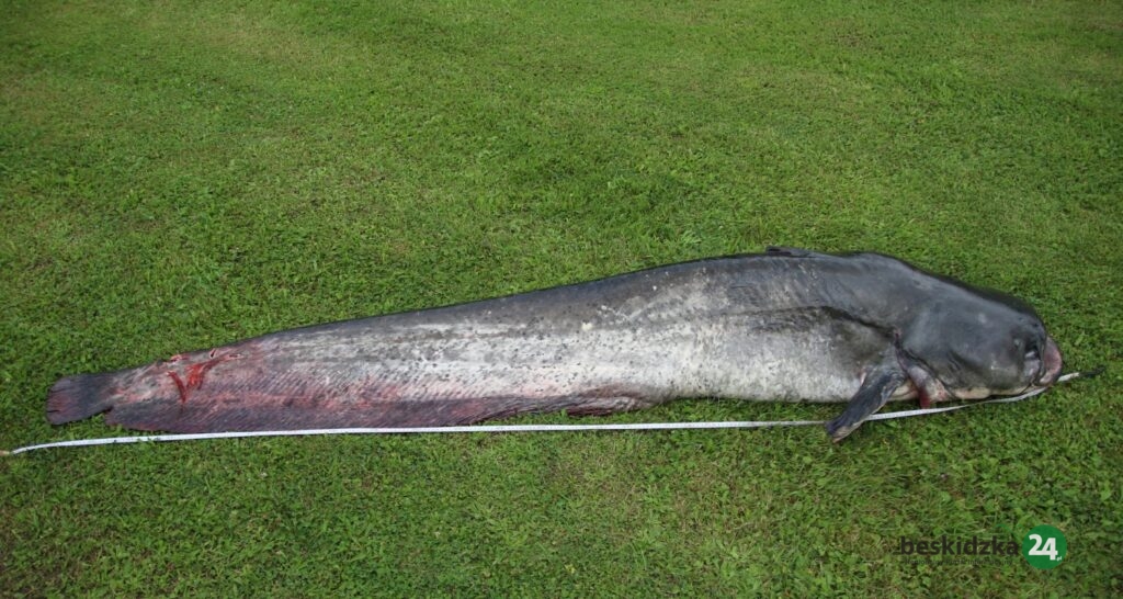 Gigantyczny sum złowiony w Wiśle w Drogomyślu. Słodko-gorzki smak ...