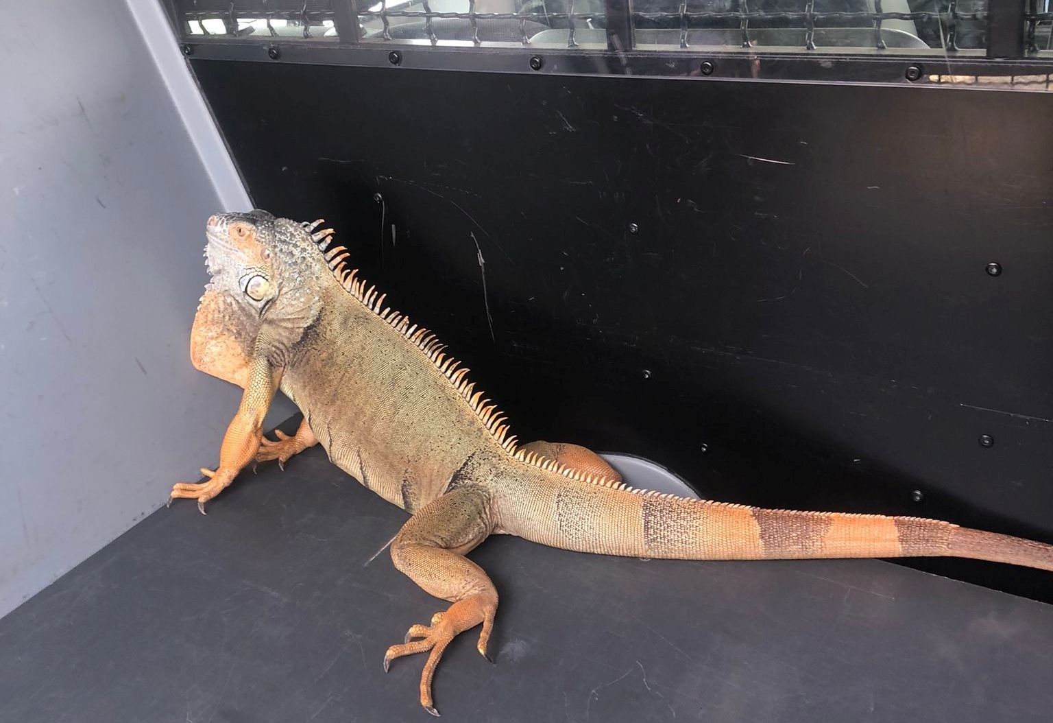 Policjanci dopadli osobliwego uciekiniera. Legwana złapali... w firankę ...